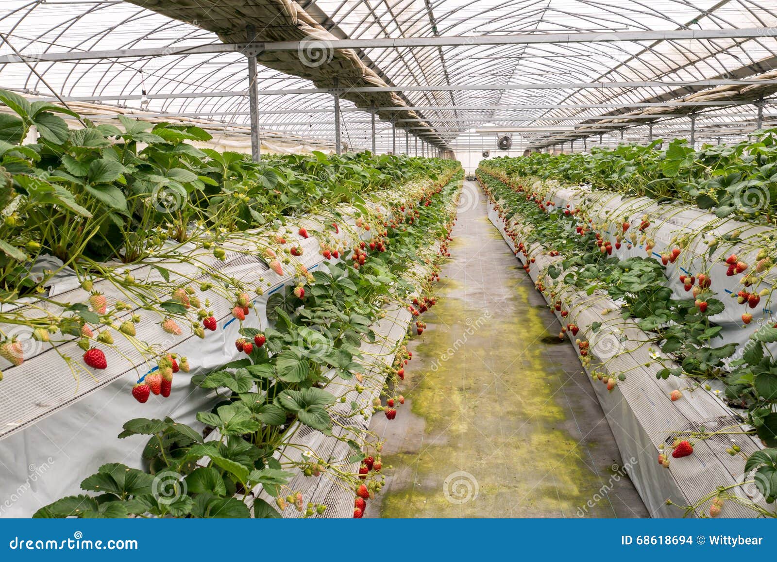 Strawberry Cultivation in Plant Stock Photo - Image of organic, green ...