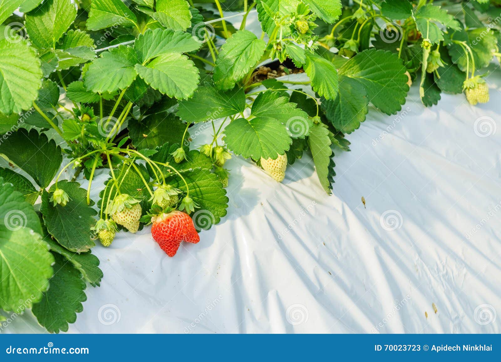 Strawberry Cultivation Using the Plasticulture Method Stock Image ...