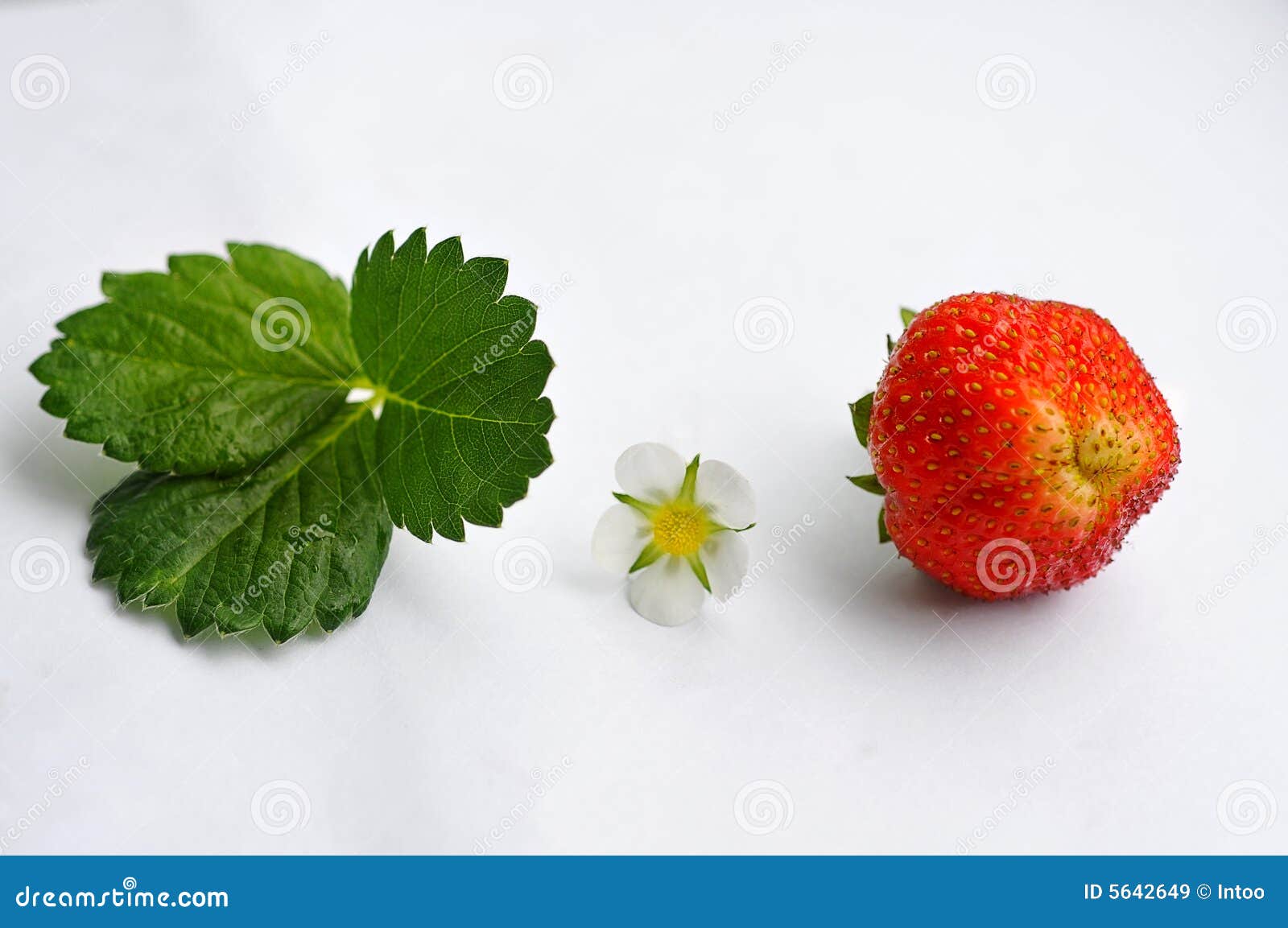 Strawberry evolution stock image. Image of strawberry - 5642649