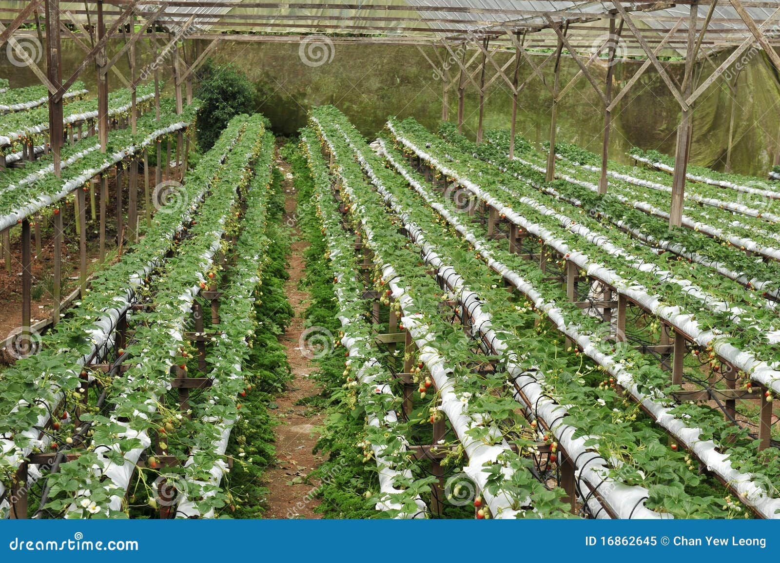 Strawberry Farm stock image. Image of cultivation, stem - 16862645