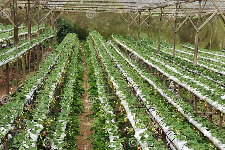 Strawberry Farm stock image. Image of cultivation, stem - 16862645