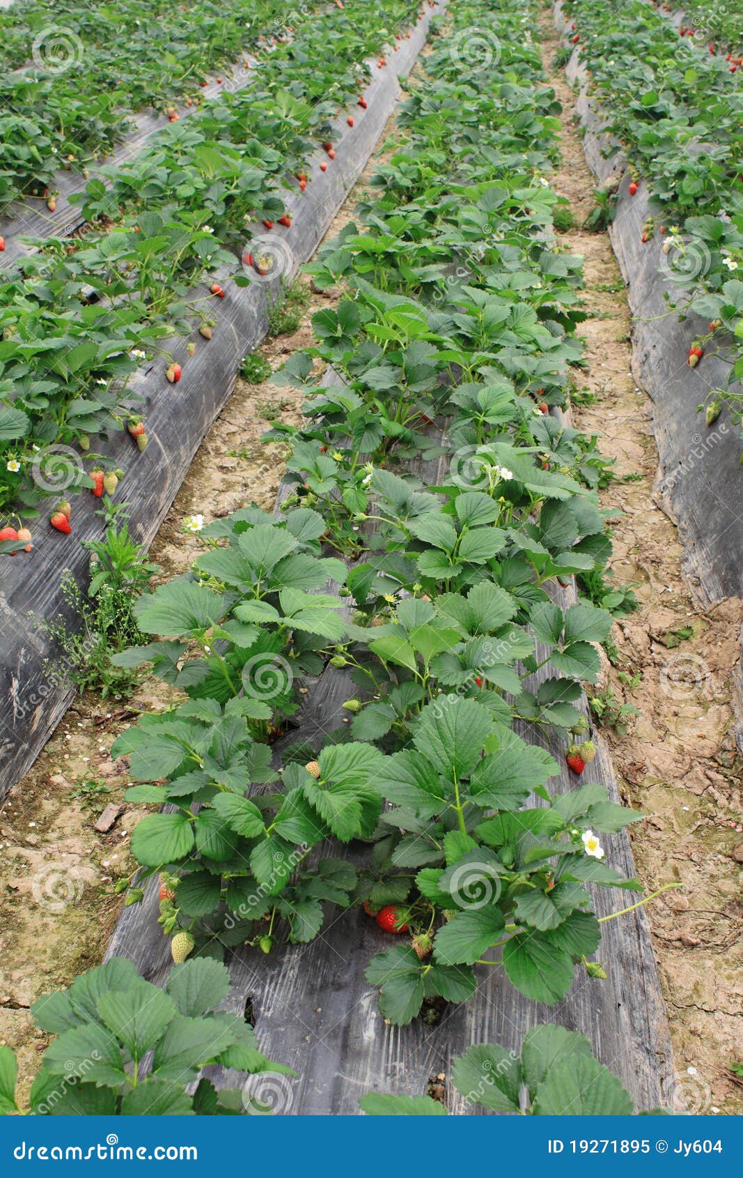 Strawberry farm stock image. Image of agricultural, agriculture - 19271895