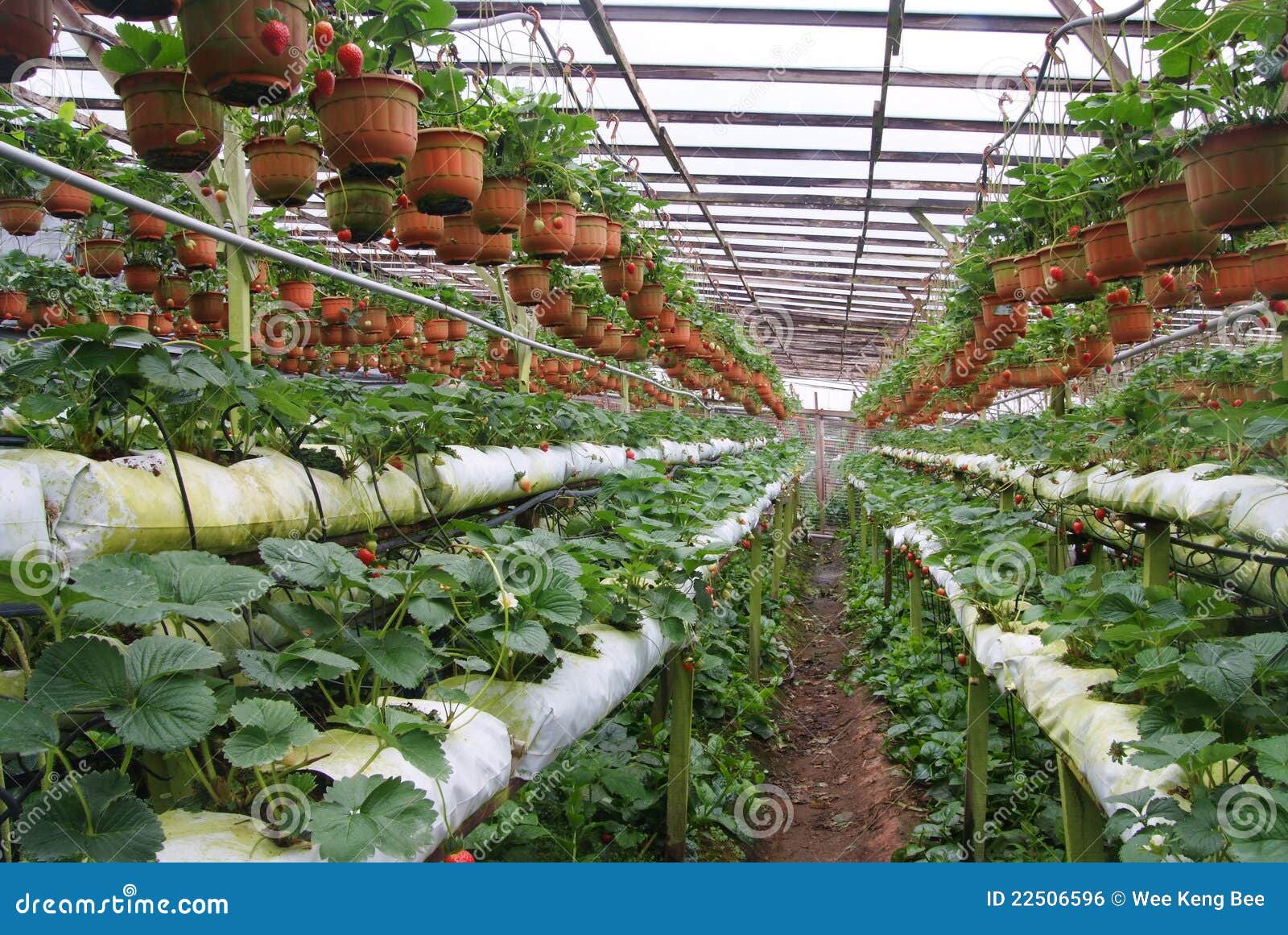 Strawberry farm stock photo. Image of vegetable, farm - 22506596
