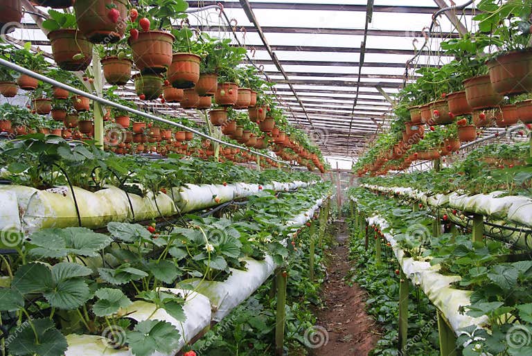 Strawberry farm stock photo. Image of vegetable, farm - 22506596