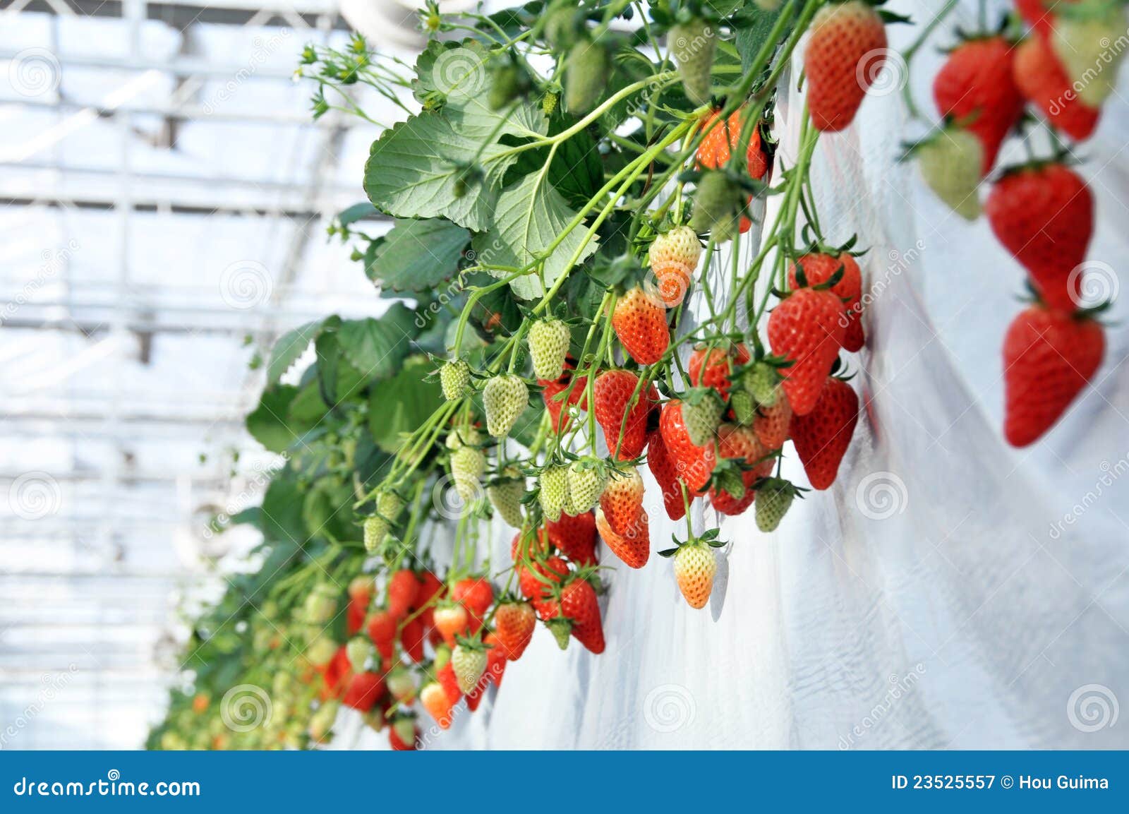 Strawberry Farm stock image. Image of heap, dessert, agriculture - 23525557