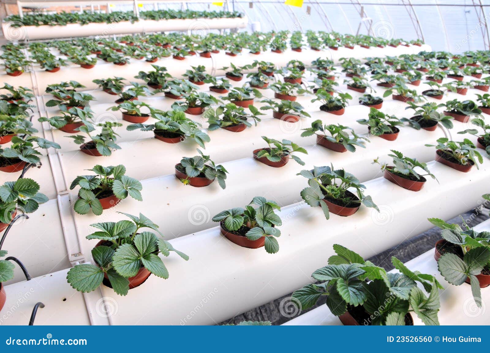 Strawberry farm stock photo. Image of green, indoor, fruit - 23526560