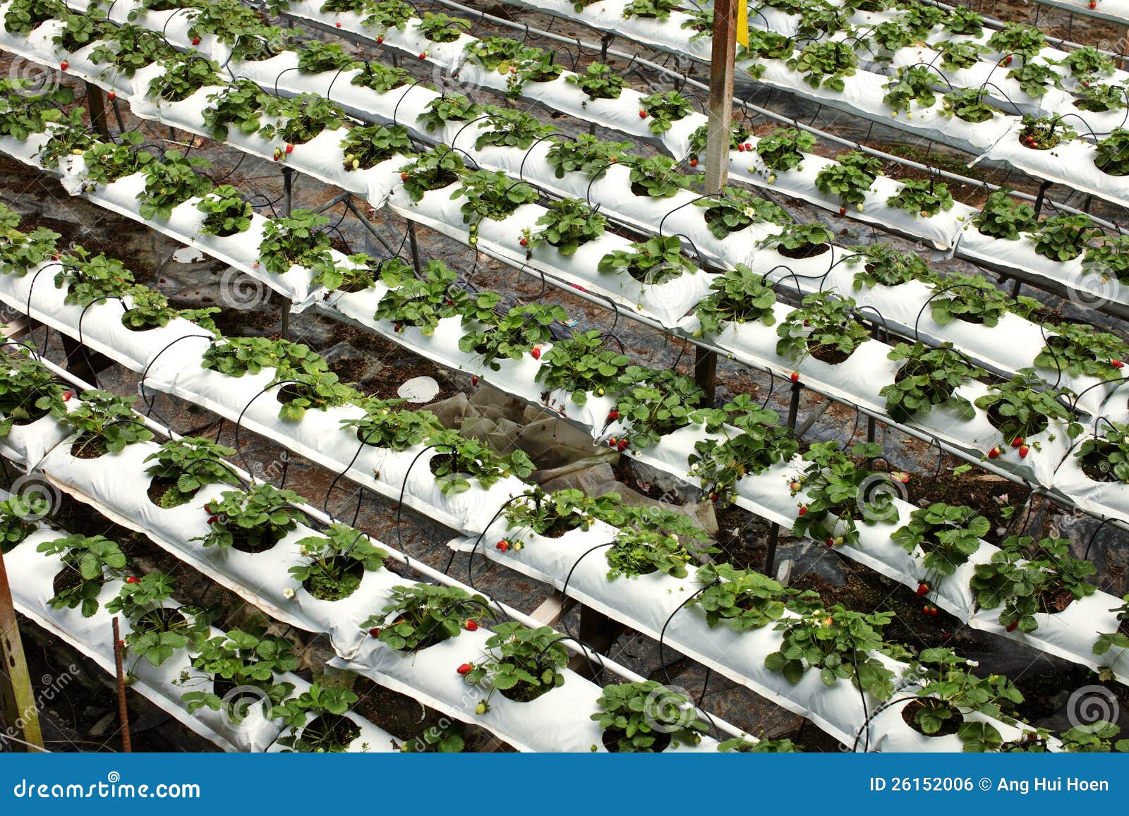 Strawberry Farm stock photo. Image of strawberry, green - 26152006