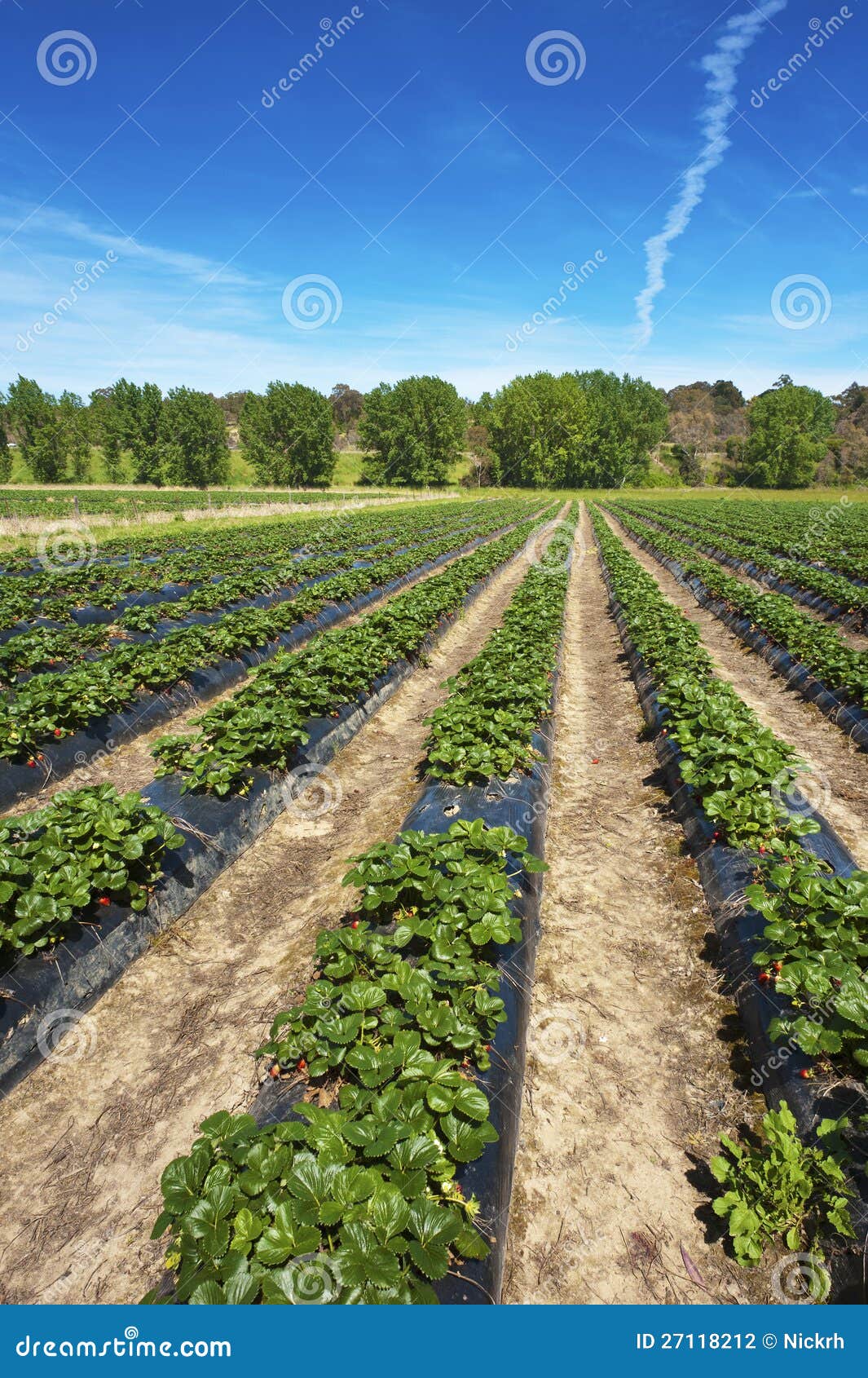 Strawberry Farm stock photo. Image of farm, berries, environmental ...