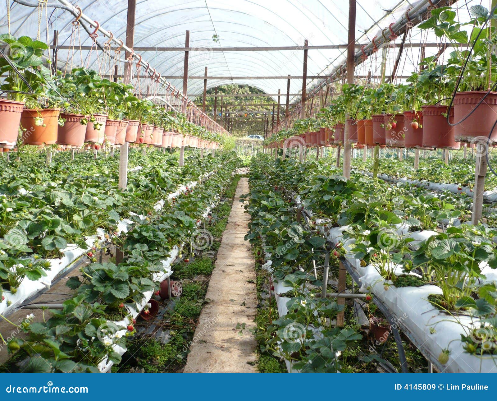 STRAWBERRY FARM stock image. Image of grow, culture, production - 4145809
