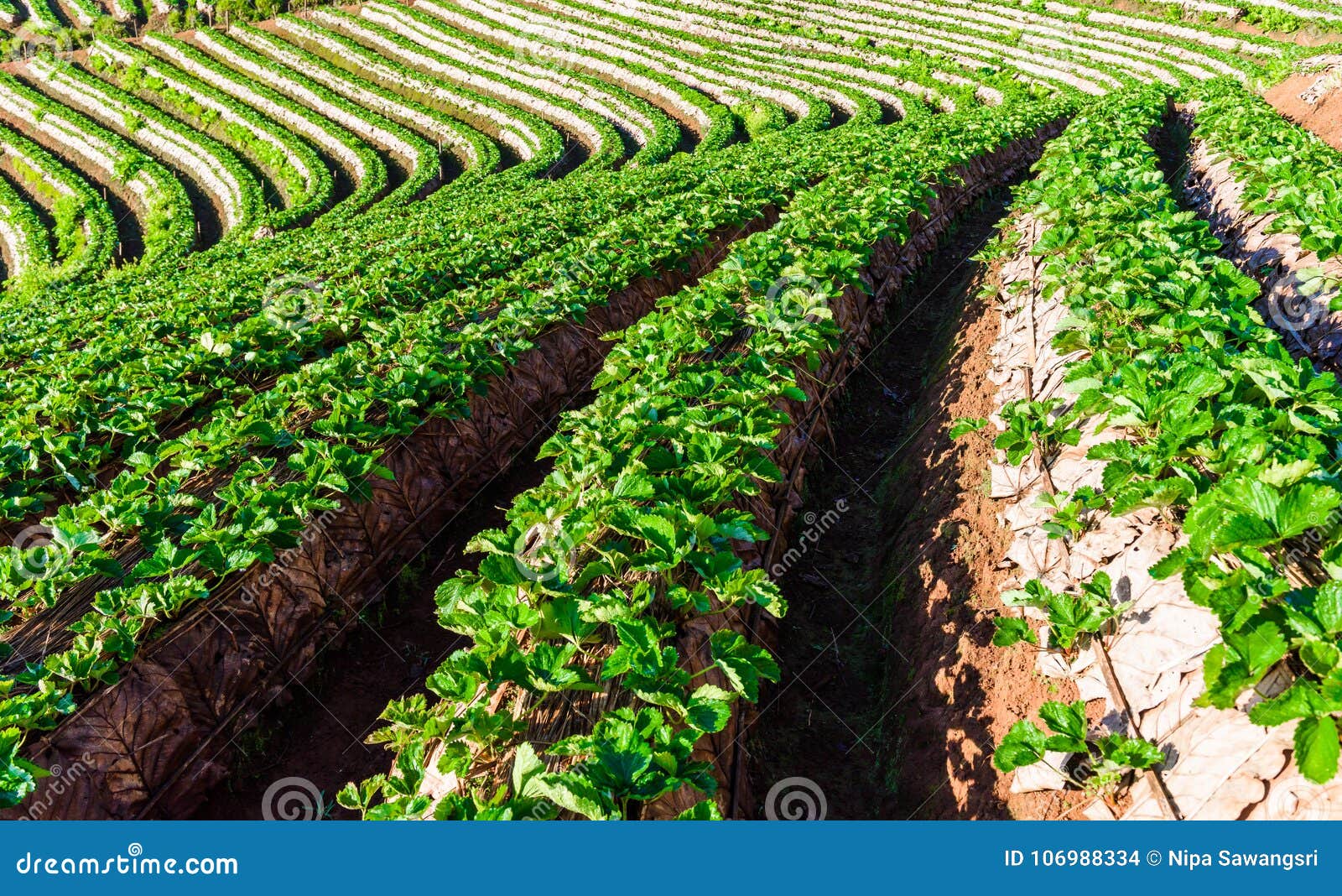 Strawberry Farm Array Layer on Hill at Doi Angkhang Mountain, Ch Stock ...