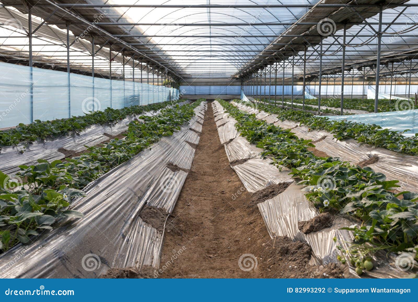 Strawberry Farm Background stock photo. Image of food - 82993292