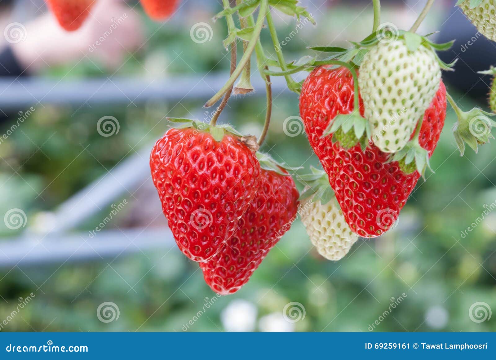 Strawberry farm stock image. Image of growth, crop, grow - 69259161