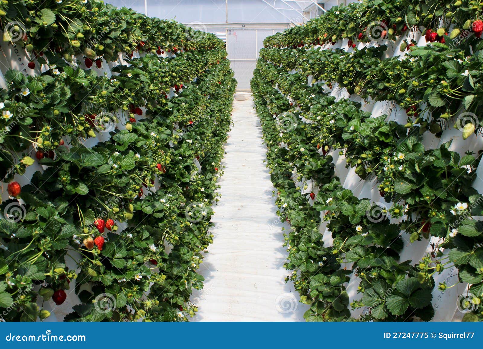 Strawberry Farm Plantation Filled with Fruit Stock Image - Image of ...