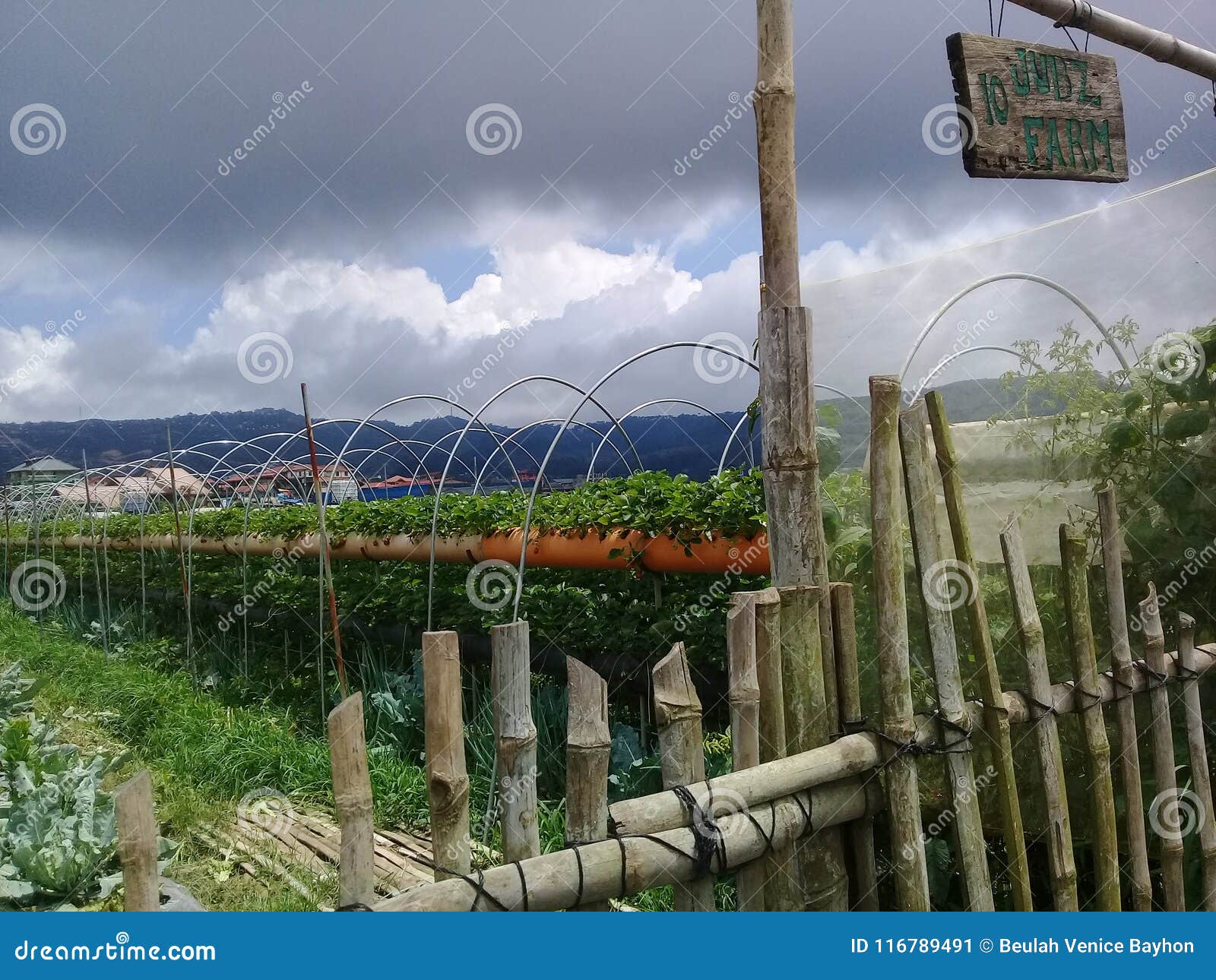 Strawberry Farm Plot Landscape Editorial Photo - Image of landscape ...