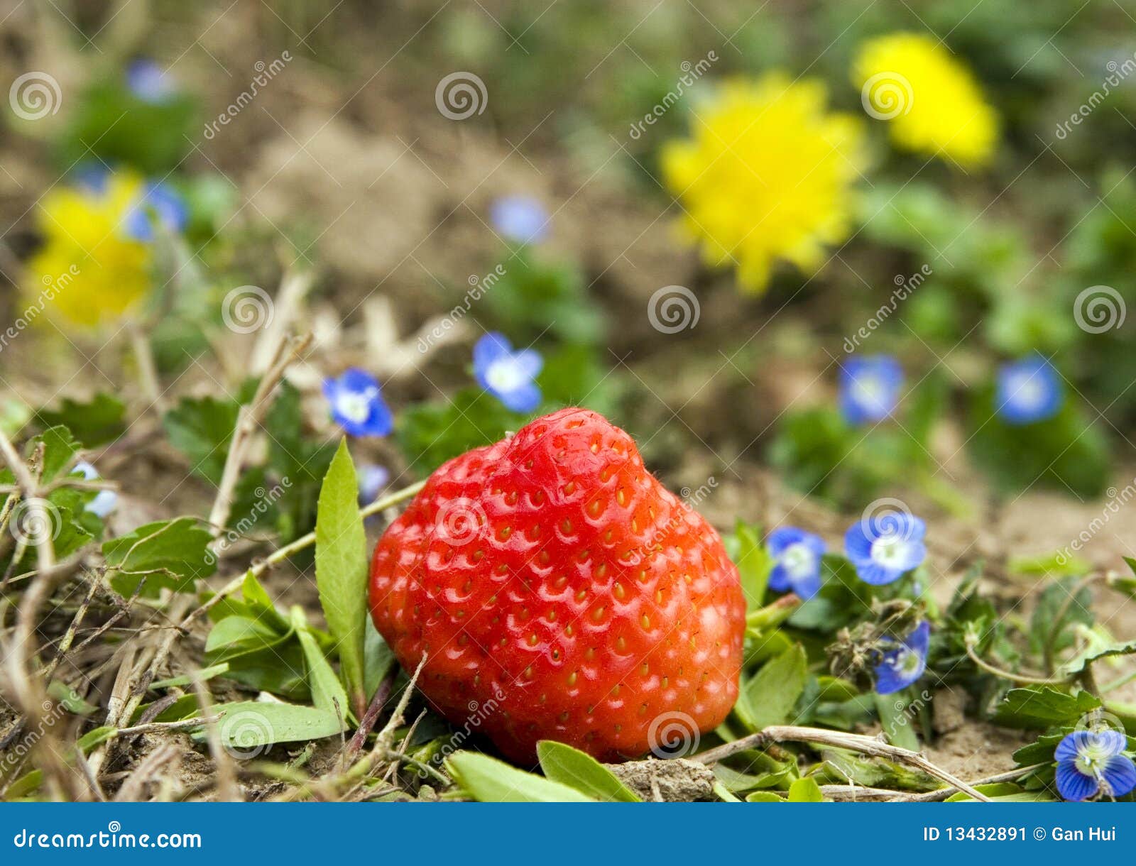Strawberry in the field stock image. Image of field, diet - 13432891