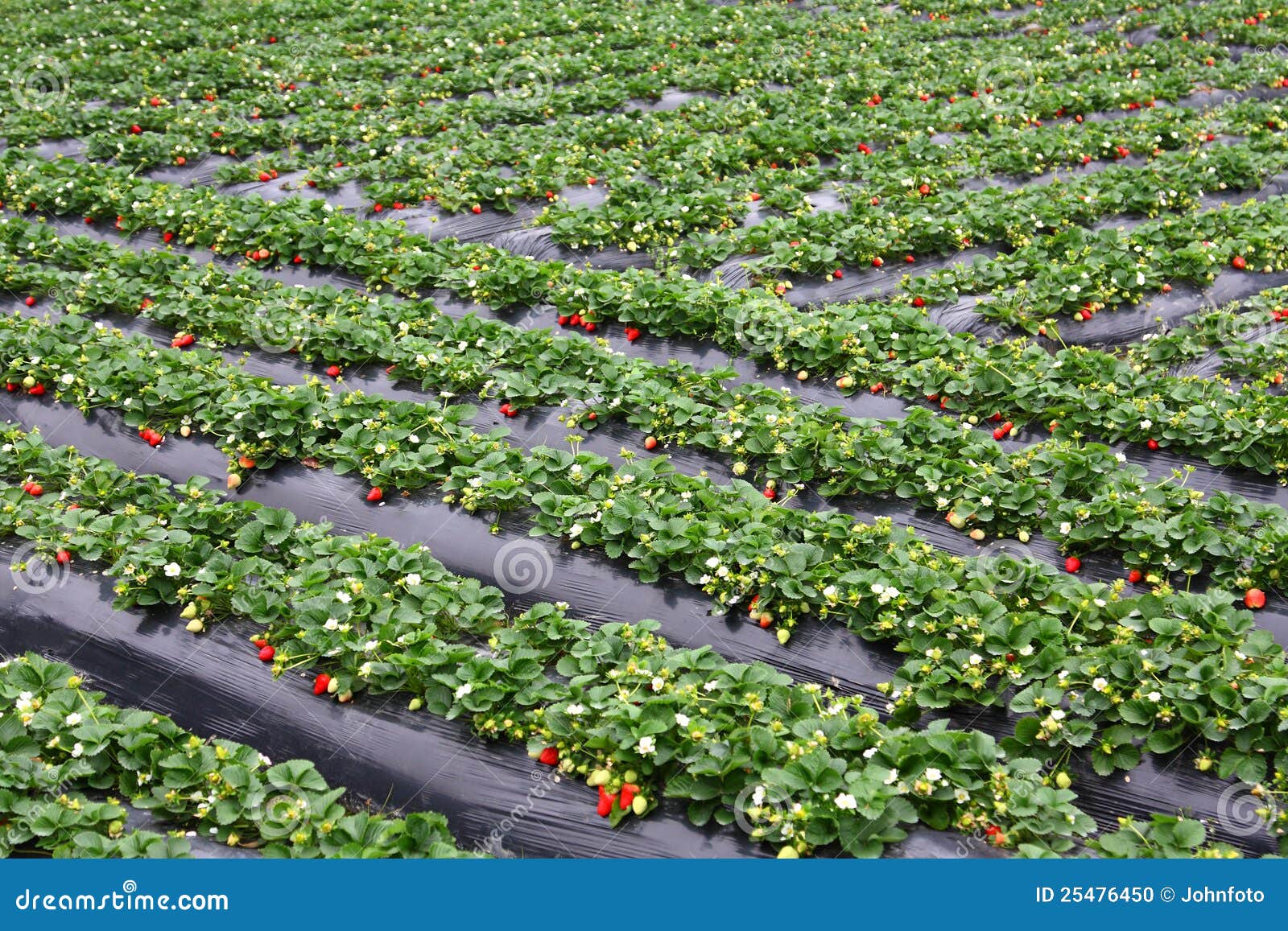 Strawberry field stock photo. Image of plant, grow, agriculture - 25476450