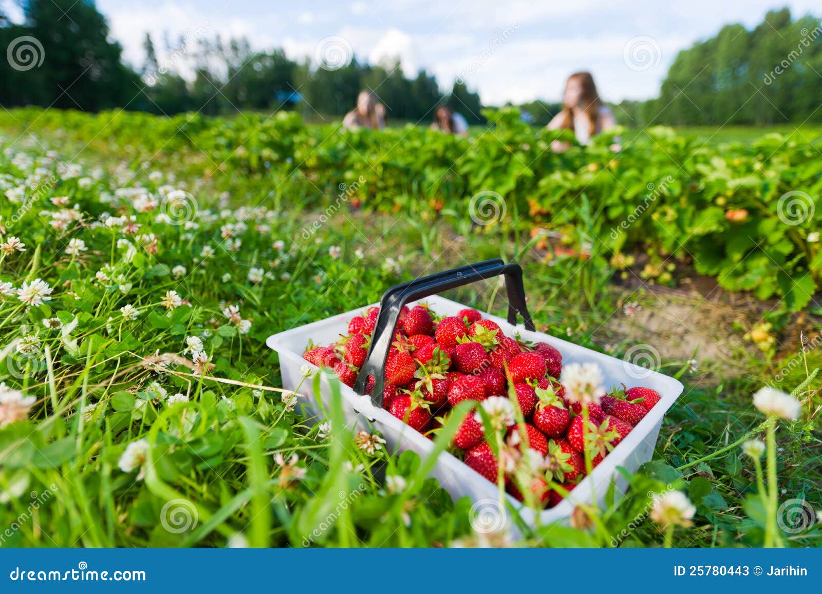 Strawberry field stock image. Image of person, caucasian - 25780443
