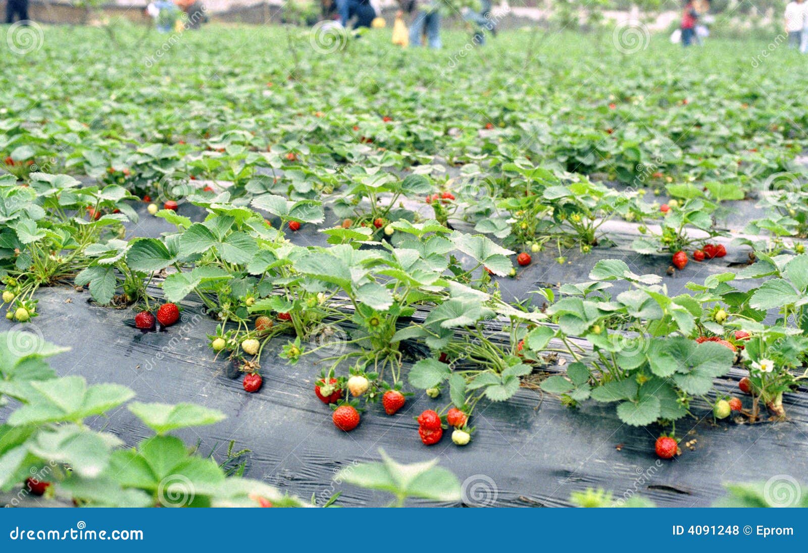 Strawberry field stock photo. Image of food, person, bean - 4091248