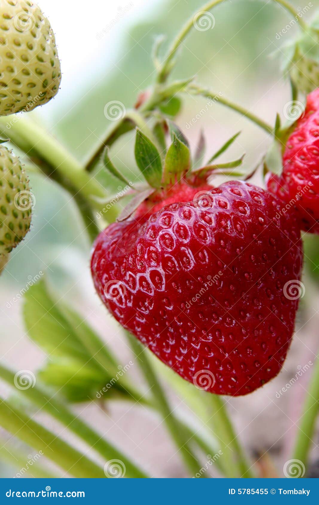Strawberry on a field stock image. Image of diet, beautiful - 5785455