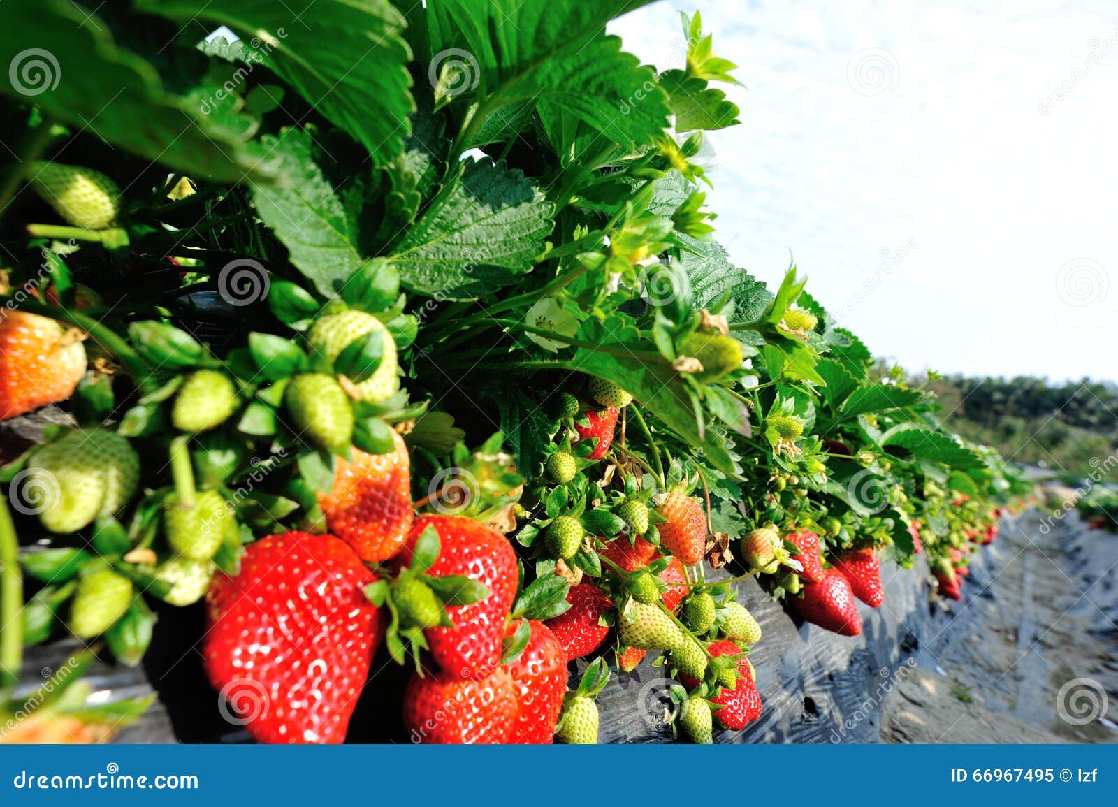 The Strawberry Field Top View. Growing Without Weeds Stock Photo ...