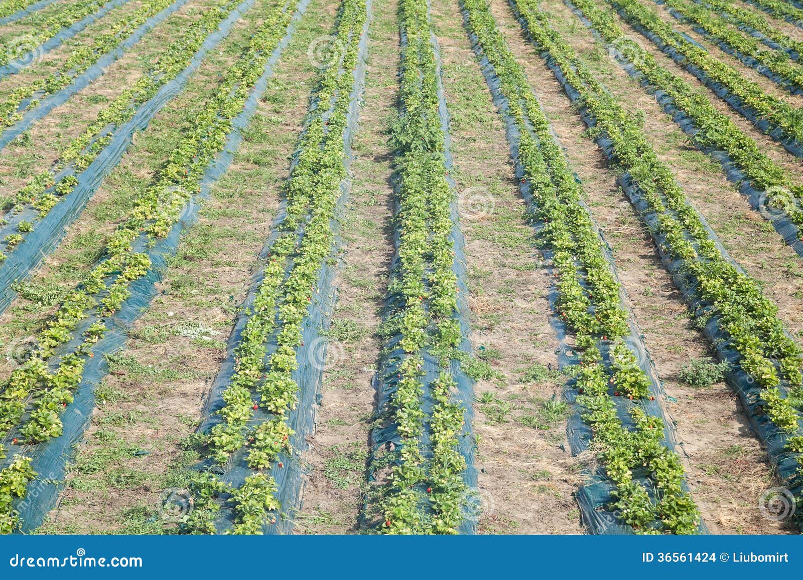 Strawberry field stock photo. Image of film, food, industry - 36561424