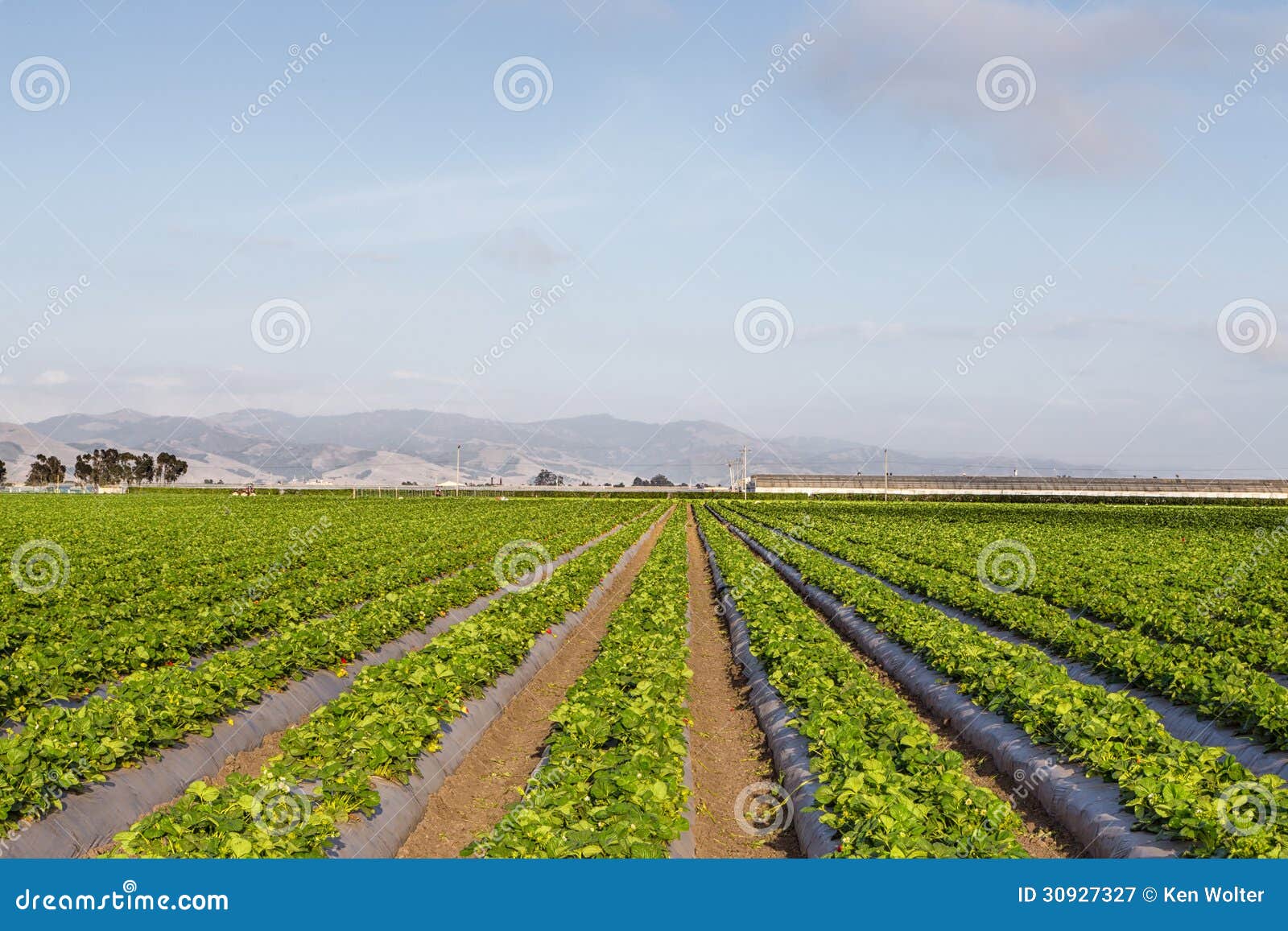 Strawberry Field in Salinas Valley, California Stock Image - Image of ...