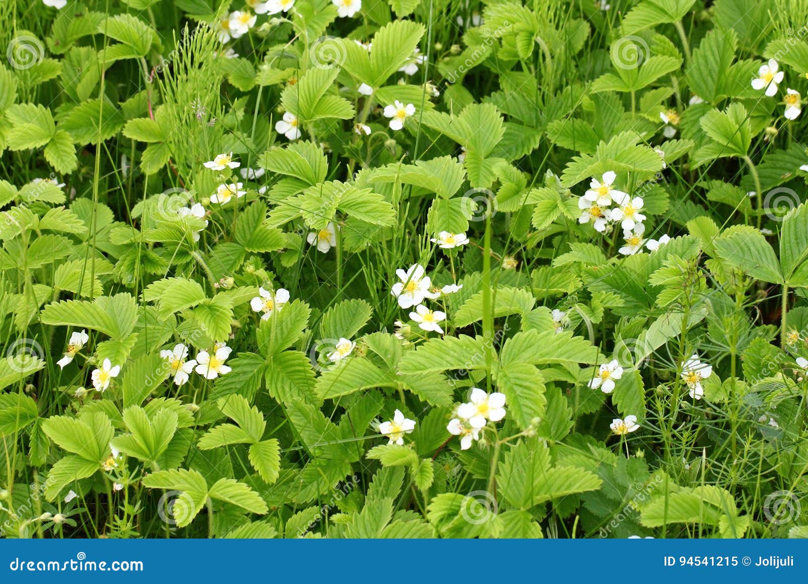 Strawberry field stock image. Image of flowers, vacation - 94541215