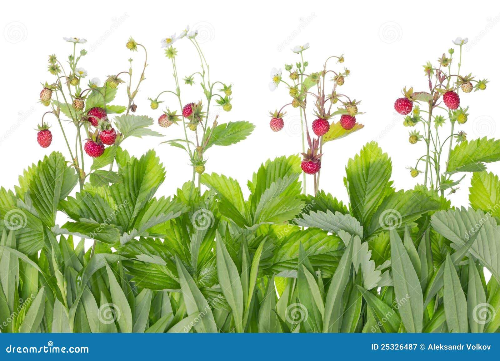 Strawberry Fields Forever Border Stock Image - Image of sunlight, twig ...