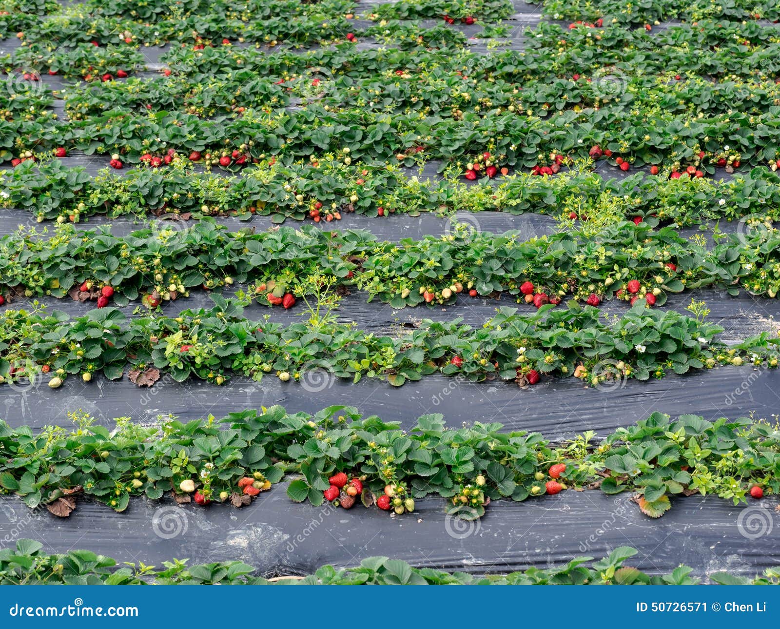 Strawberry fields stock image. Image of flowers, rural - 50726571