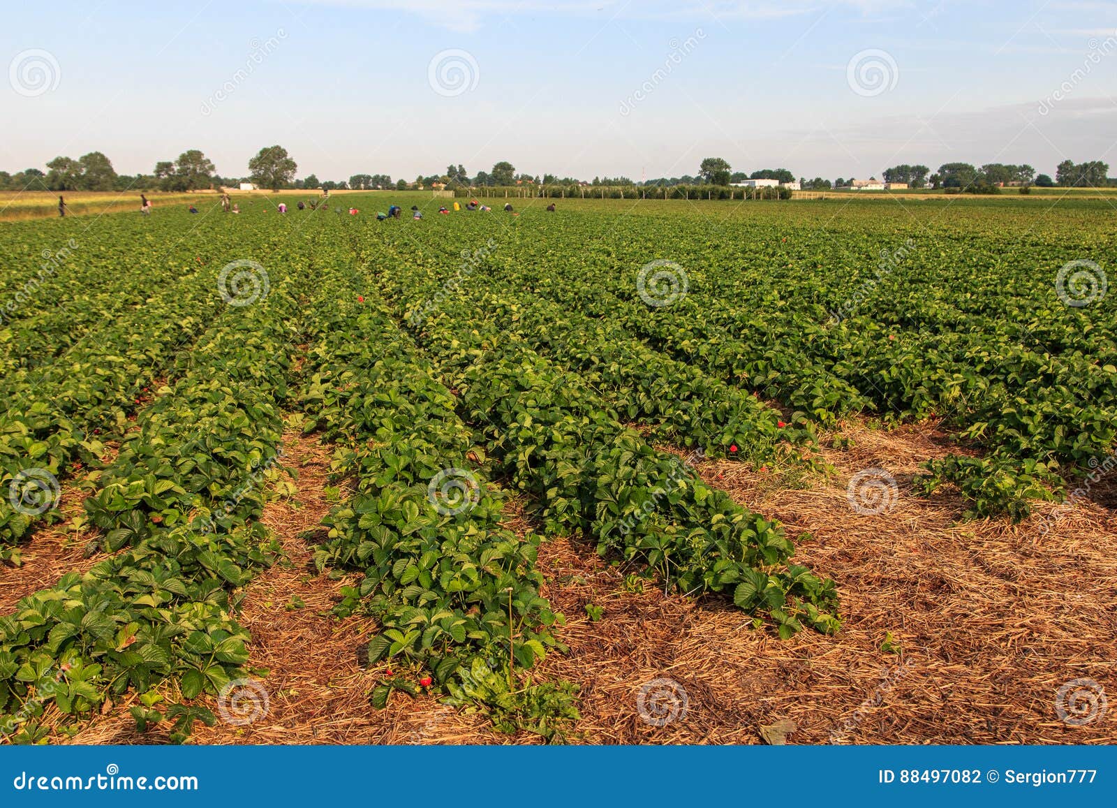 Strawberry fields stock photo. Image of poland, growing - 88497082