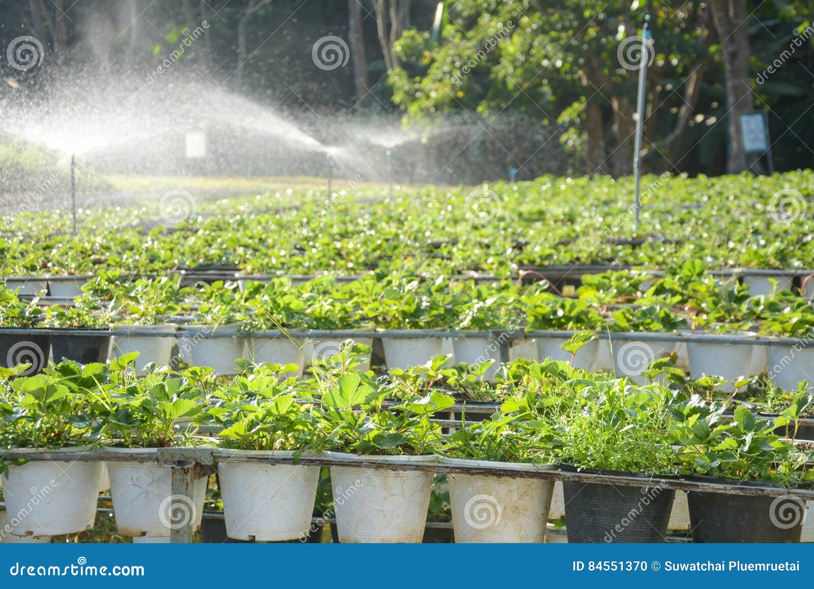 Strawberry Fields with Irrigation Systems ,lthailand Stock Photo ...