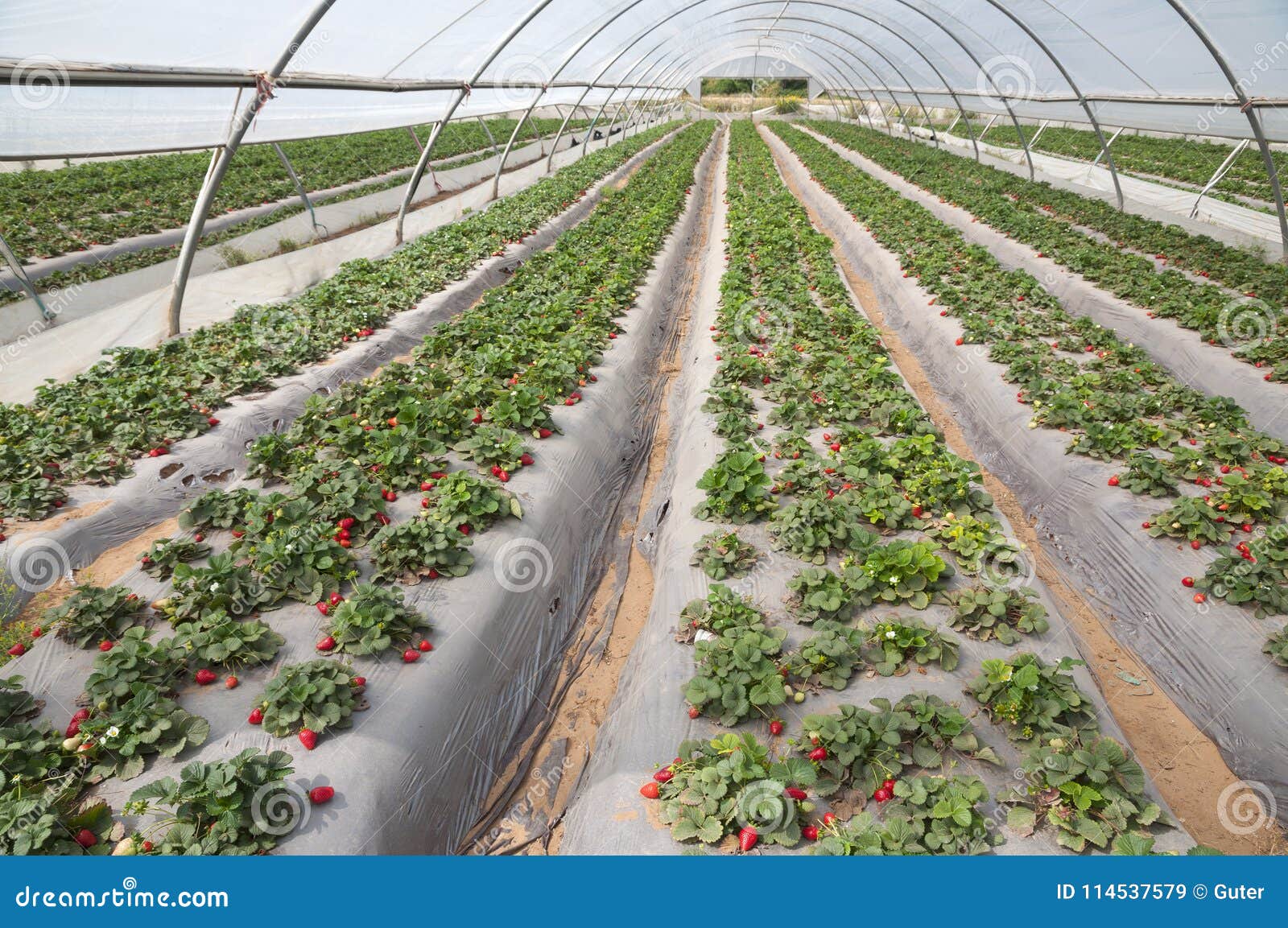 Strawberry Fields, Picking Season Stock Image - Image of gradenbed ...