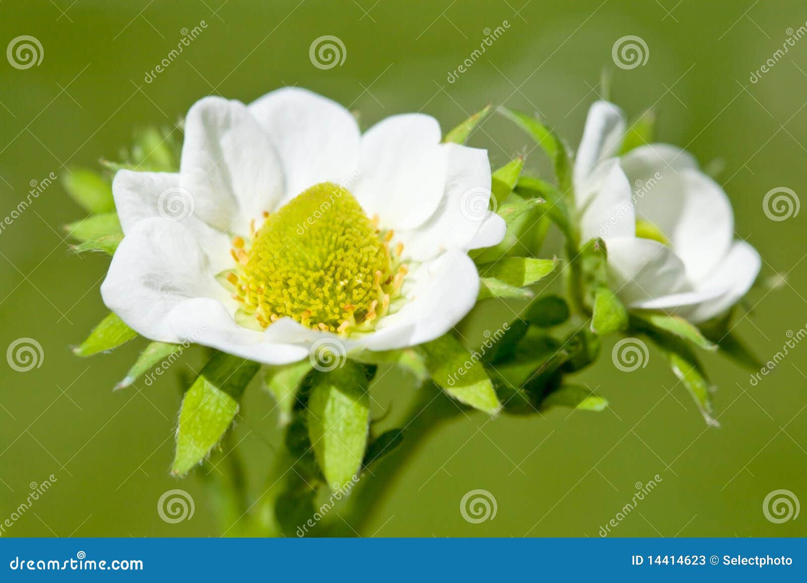 Strawberry flower stock image. Image of fruit, strawberry - 14414623