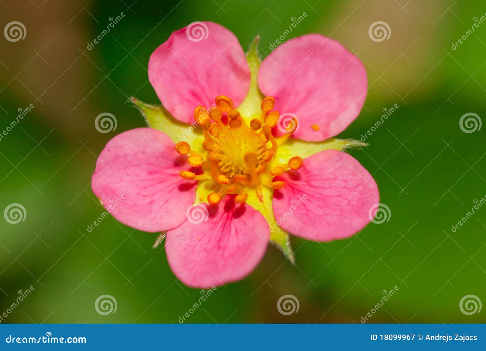 Strawberry Flower Picture. Image: 18099967