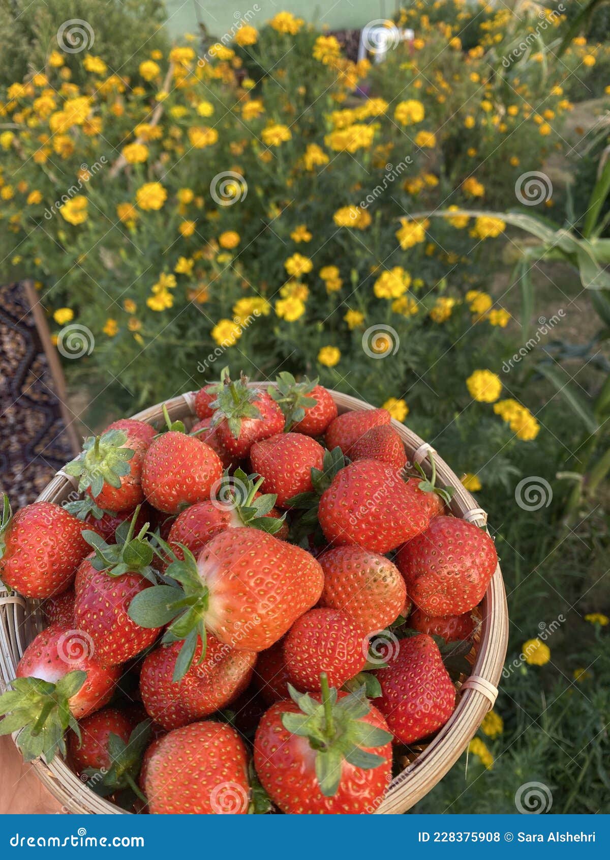 Strawberry and flower stock photo. Image of nature, autumn - 228375908