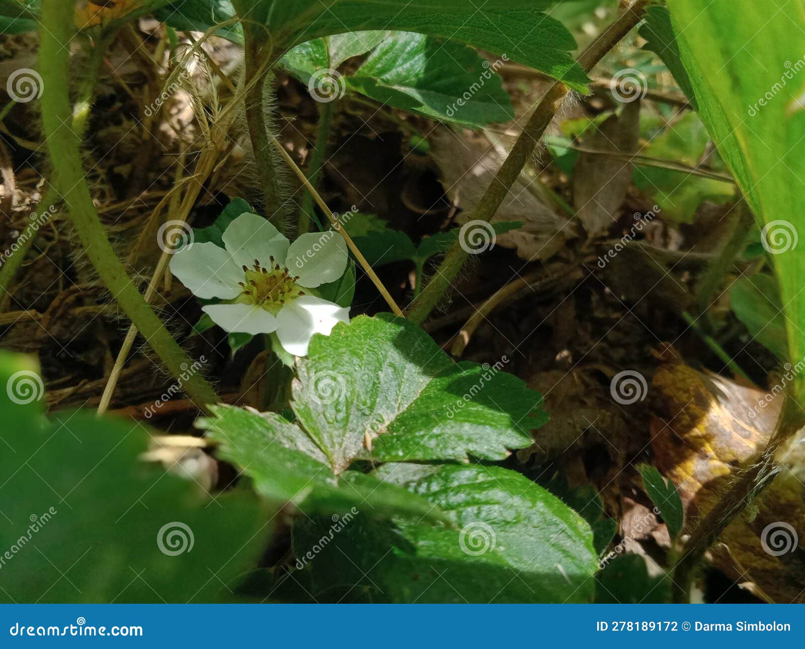 Strawberry Flower in Shadow Stock Photo - Image of nature, shadow ...