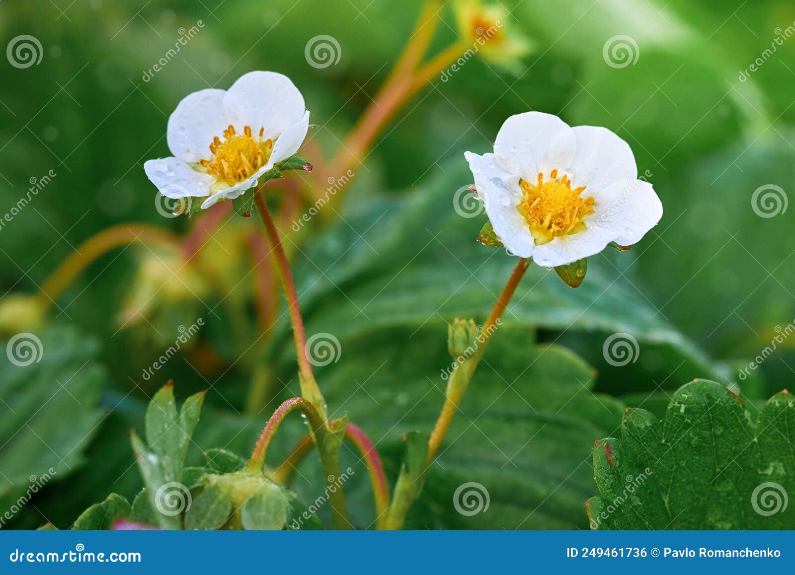 Roseberry Rose Close White Background Stock Photography | CartoonDealer ...