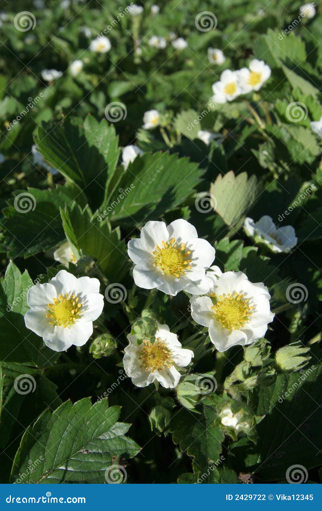 Strawberry flowers stock photo. Image of flower, leaf - 2429722