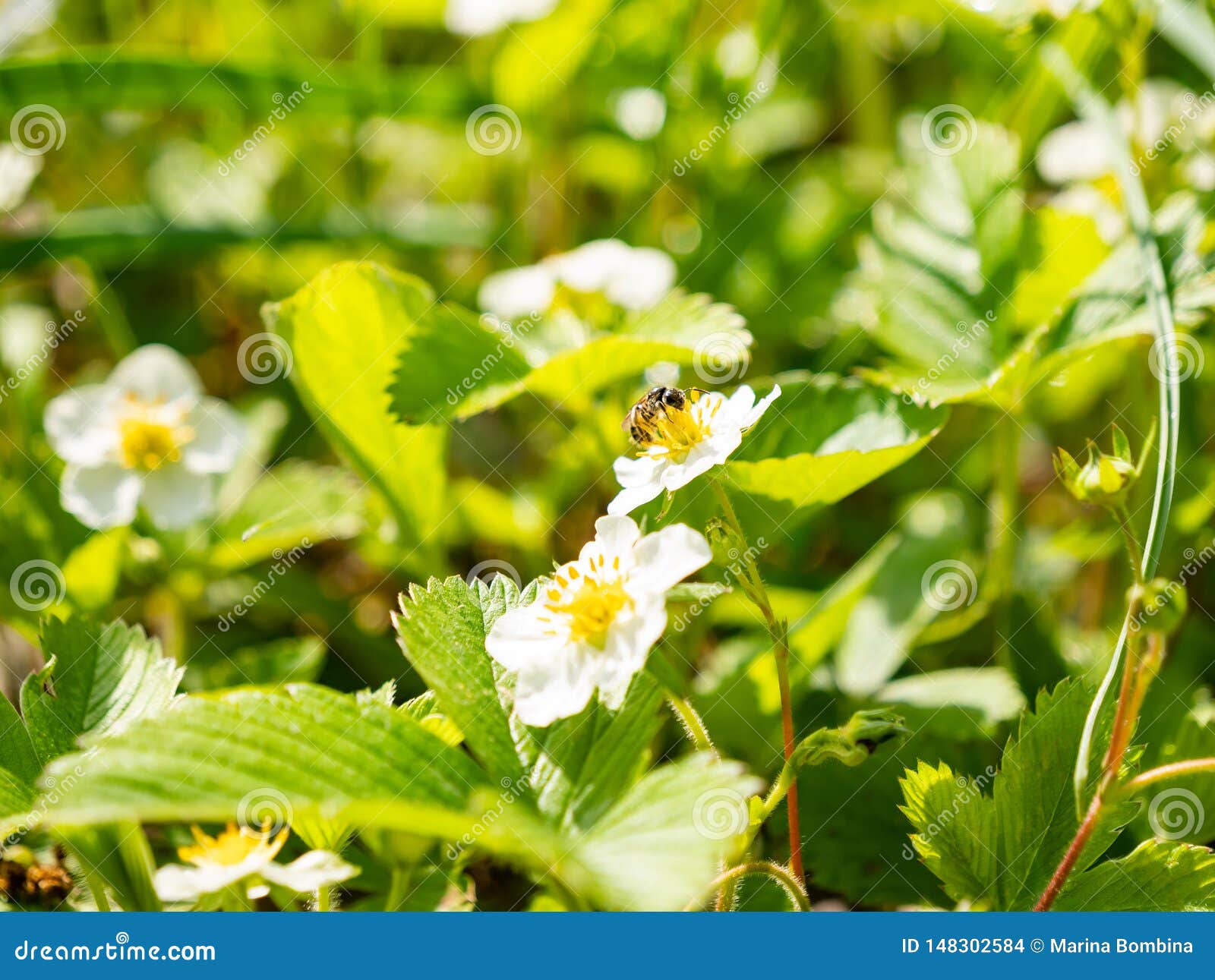 Strawberry Flowers Blooming in Spring Stock Photo - Image of plant ...