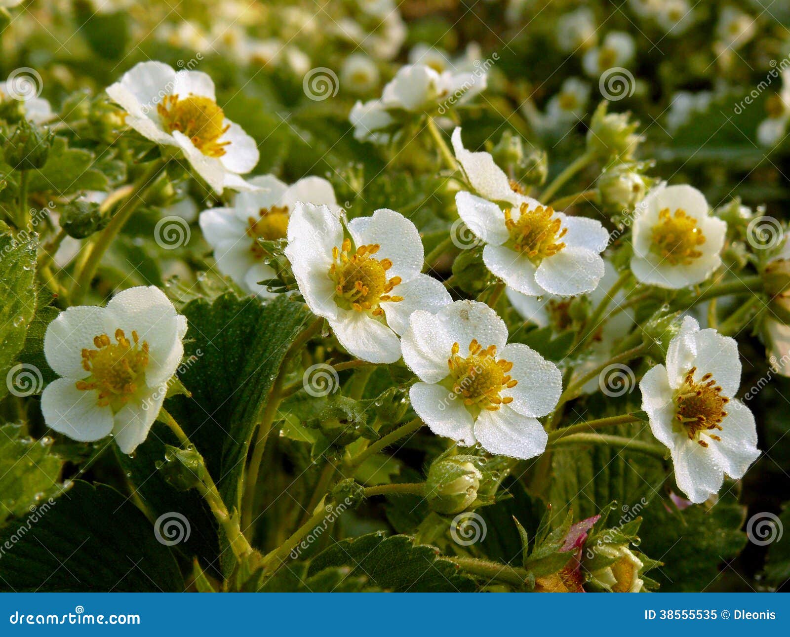 Strawberry flowers stock image. Image of cluster, leaf - 38555535