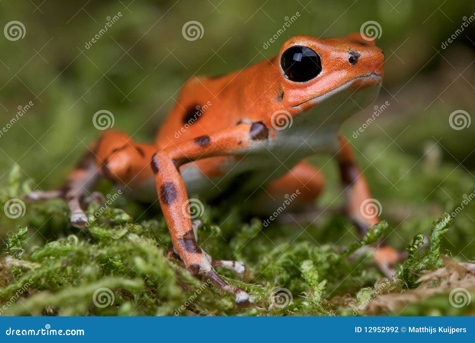 Strawberry frog stock photo. Image of spotted, venomous - 12952992