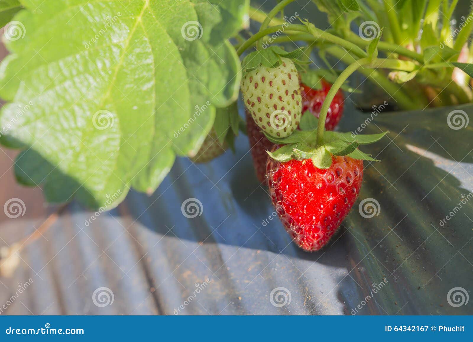 The Strawberry Fruit in the Farm Stock Image - Image of tasty, fresh ...
