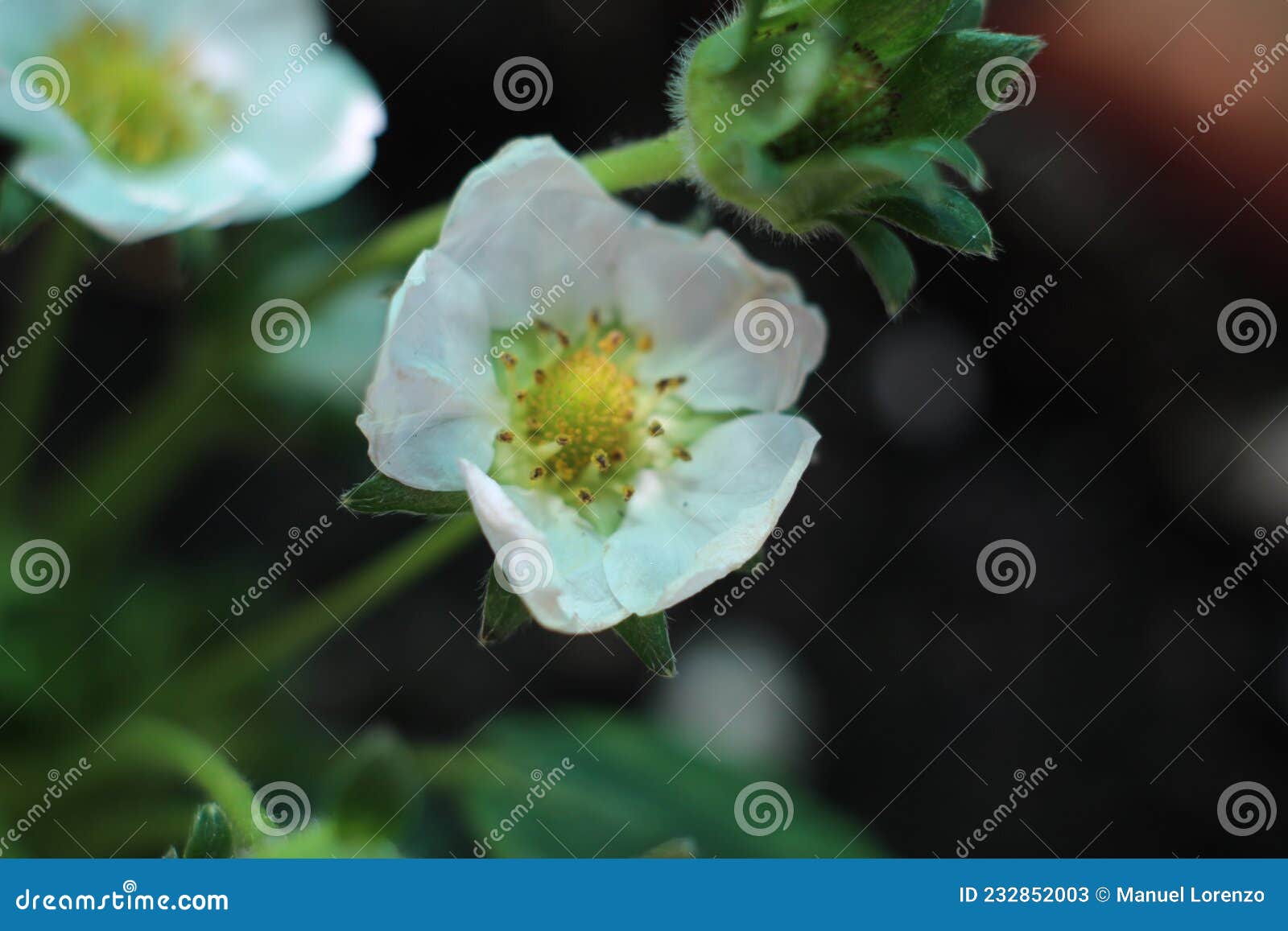 Plant Pollen, Plant Approximately, Plant Interior Royalty-Free Stock ...