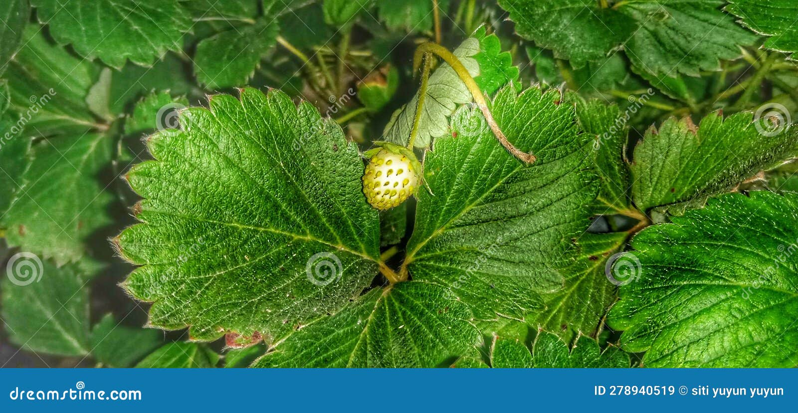 Strawberry Fruit on the Leaves of the Foliage Background Stock Image ...
