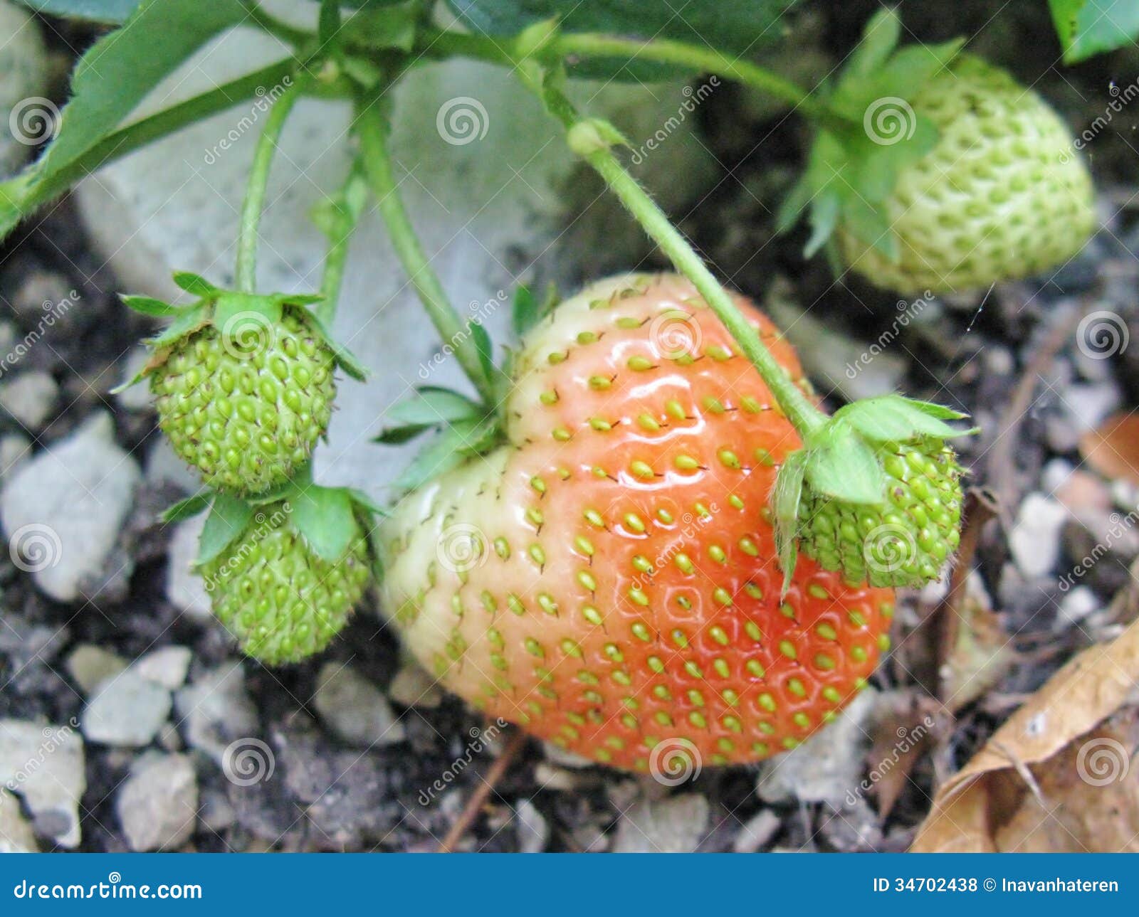 A strawberry fruit stock photo. Image of strawberries - 34702438