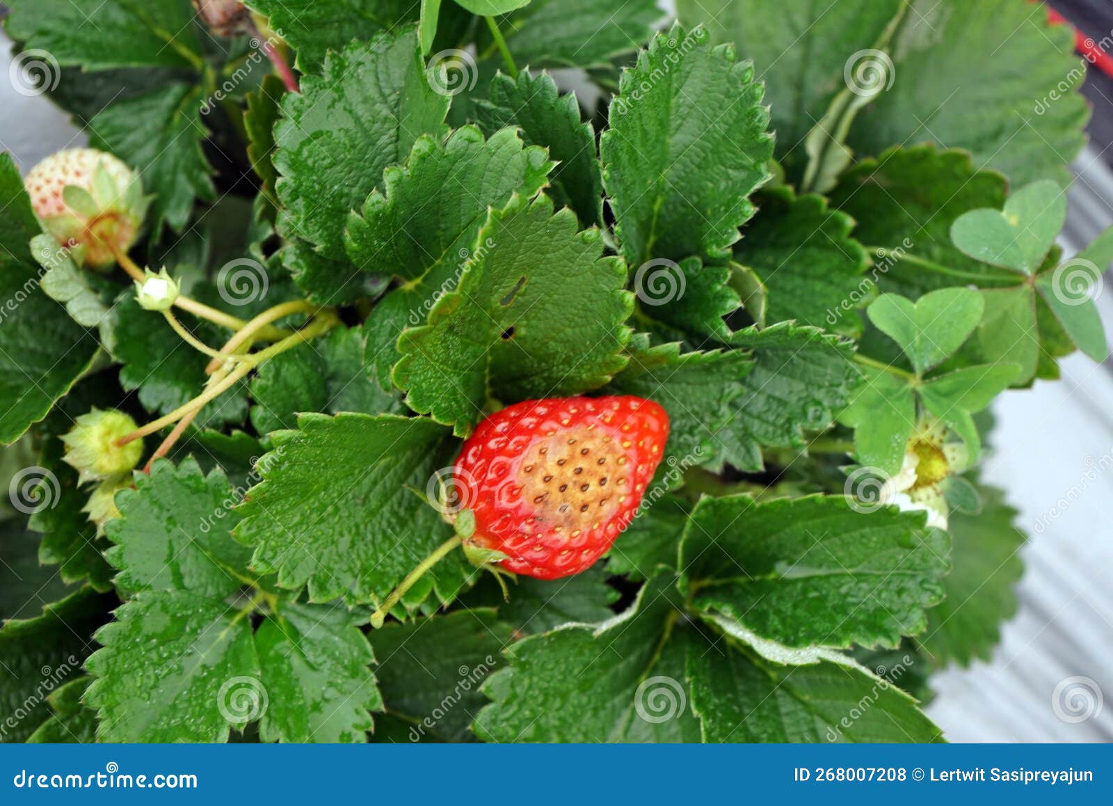 Strawberry Fruit Rot on Field Stock Photo - Image of ageing, strawberry ...