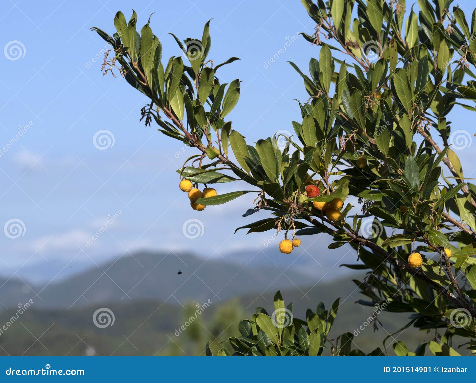 Strawberry Fruit Tree in Liguria, Italy Stock Image - Image of macro ...