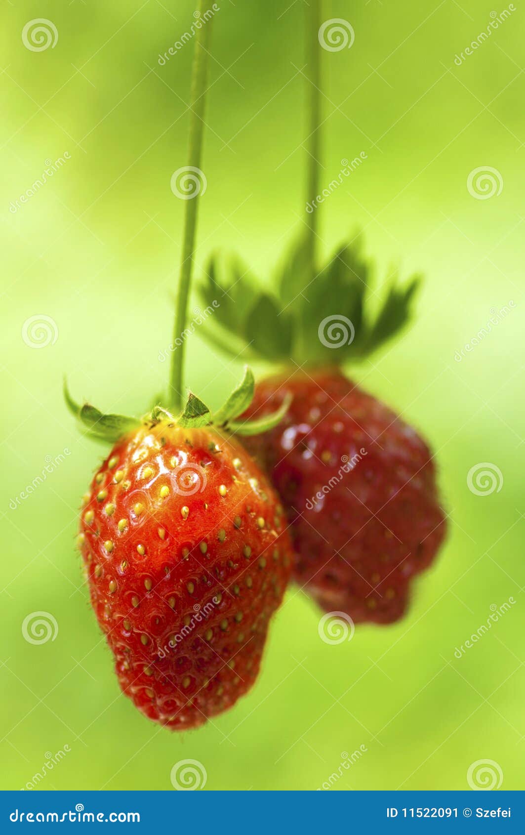 Strawberry Fruits on the Branch Stock Image - Image of detail, fresh ...