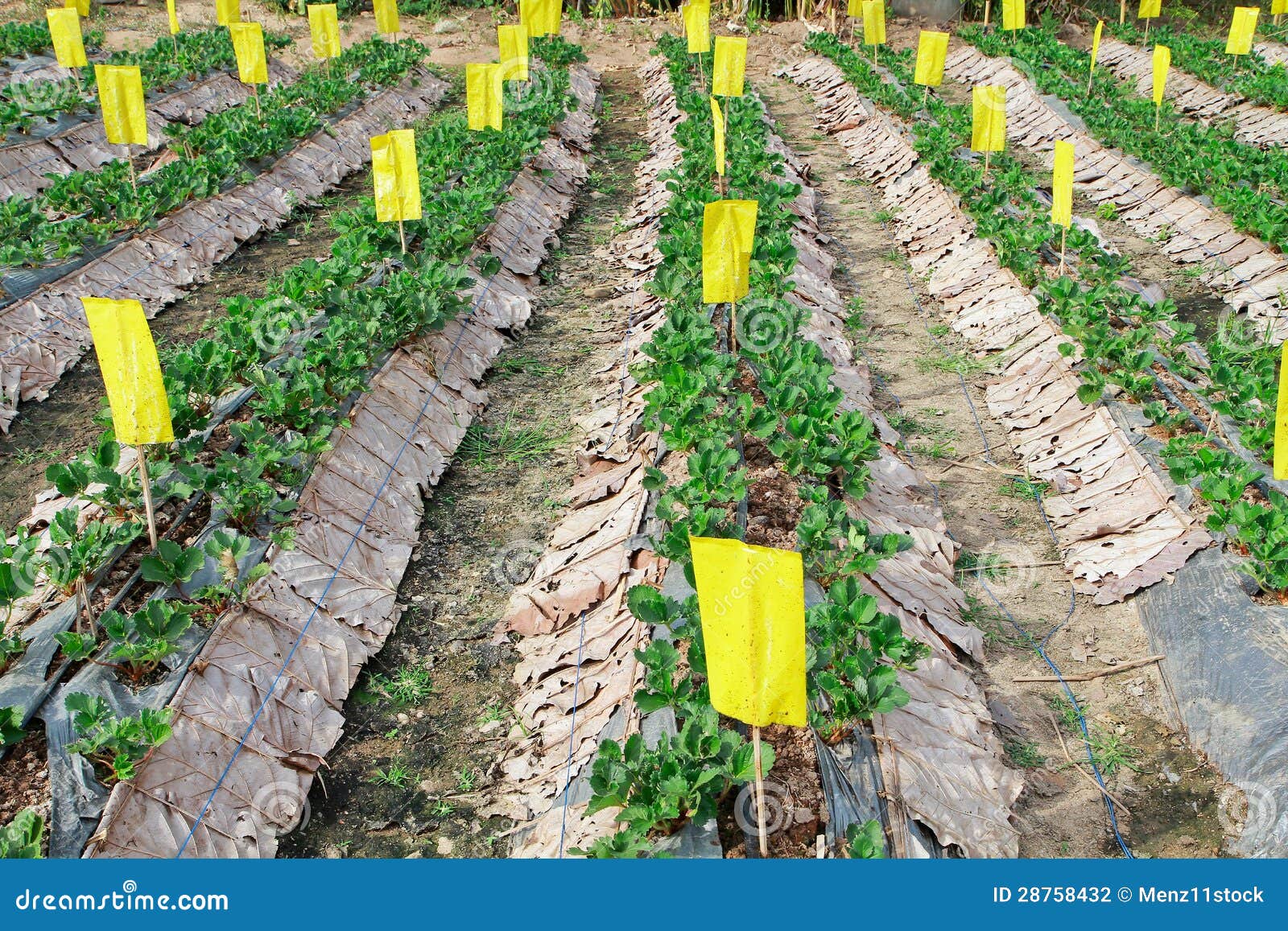 Strawberry garden stock photo. Image of fragrance, flower - 28758432