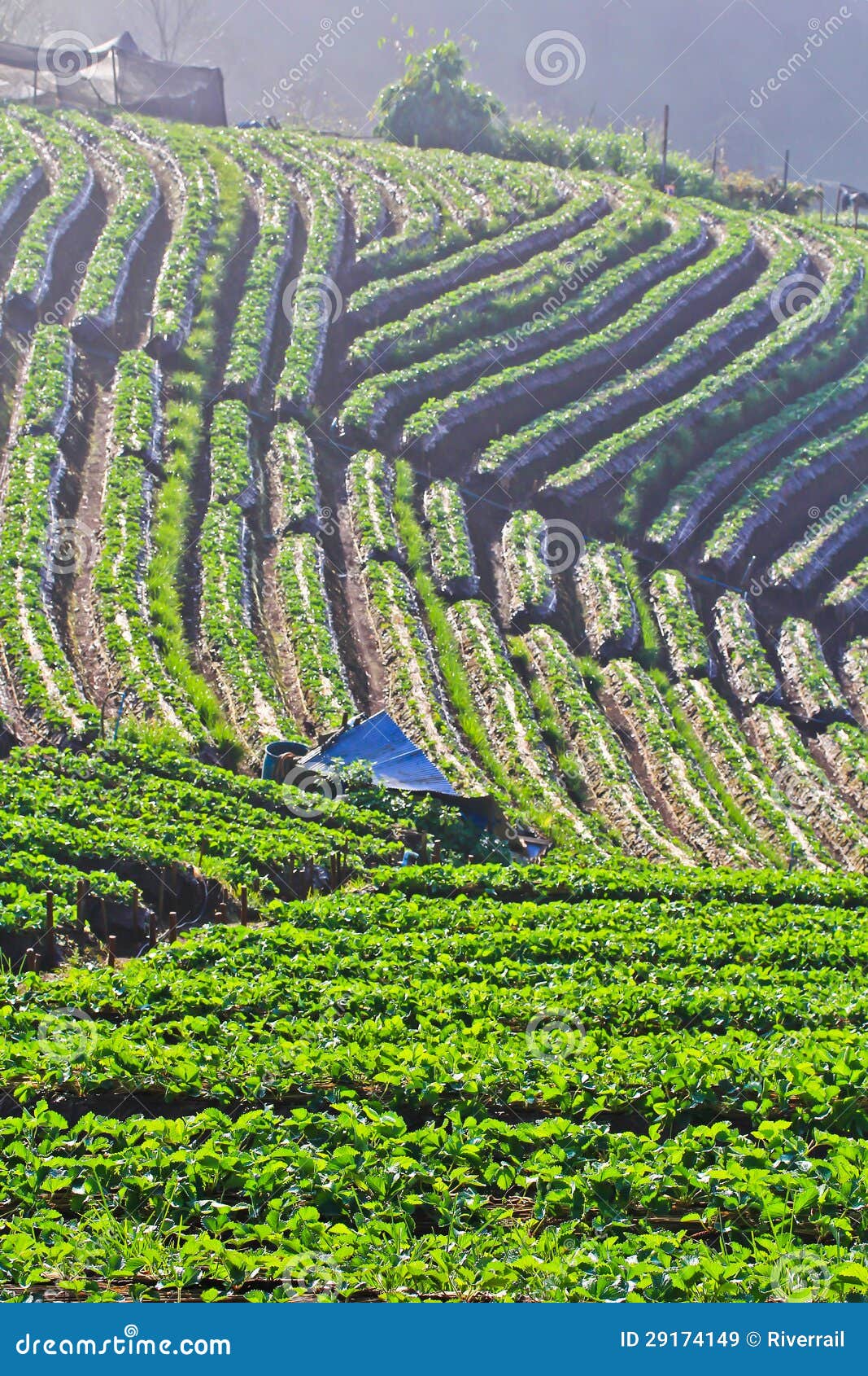 Strawberry Garden stock image. Image of mountain, herbs - 29174149